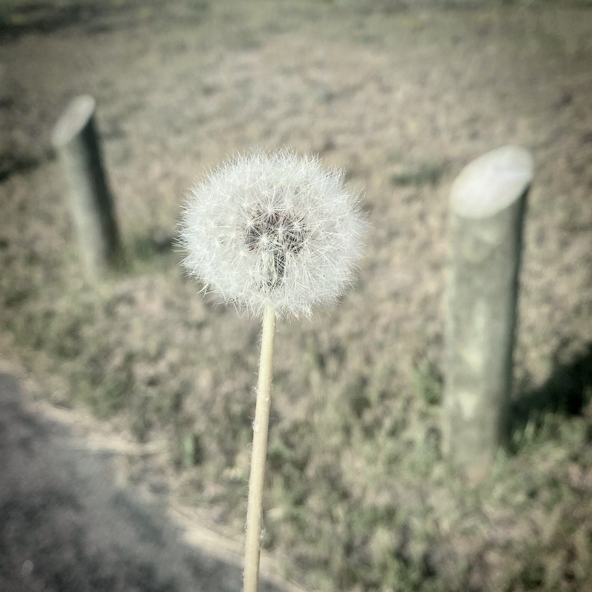 Dandelion Seeds Tumblr Gifs