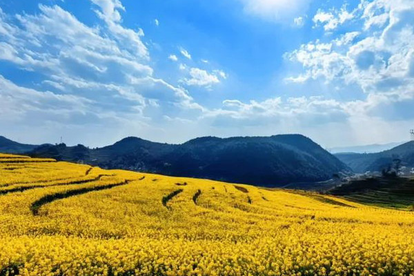 In the spring days, the golden romance of Kunming's rapeseed flower sea ...