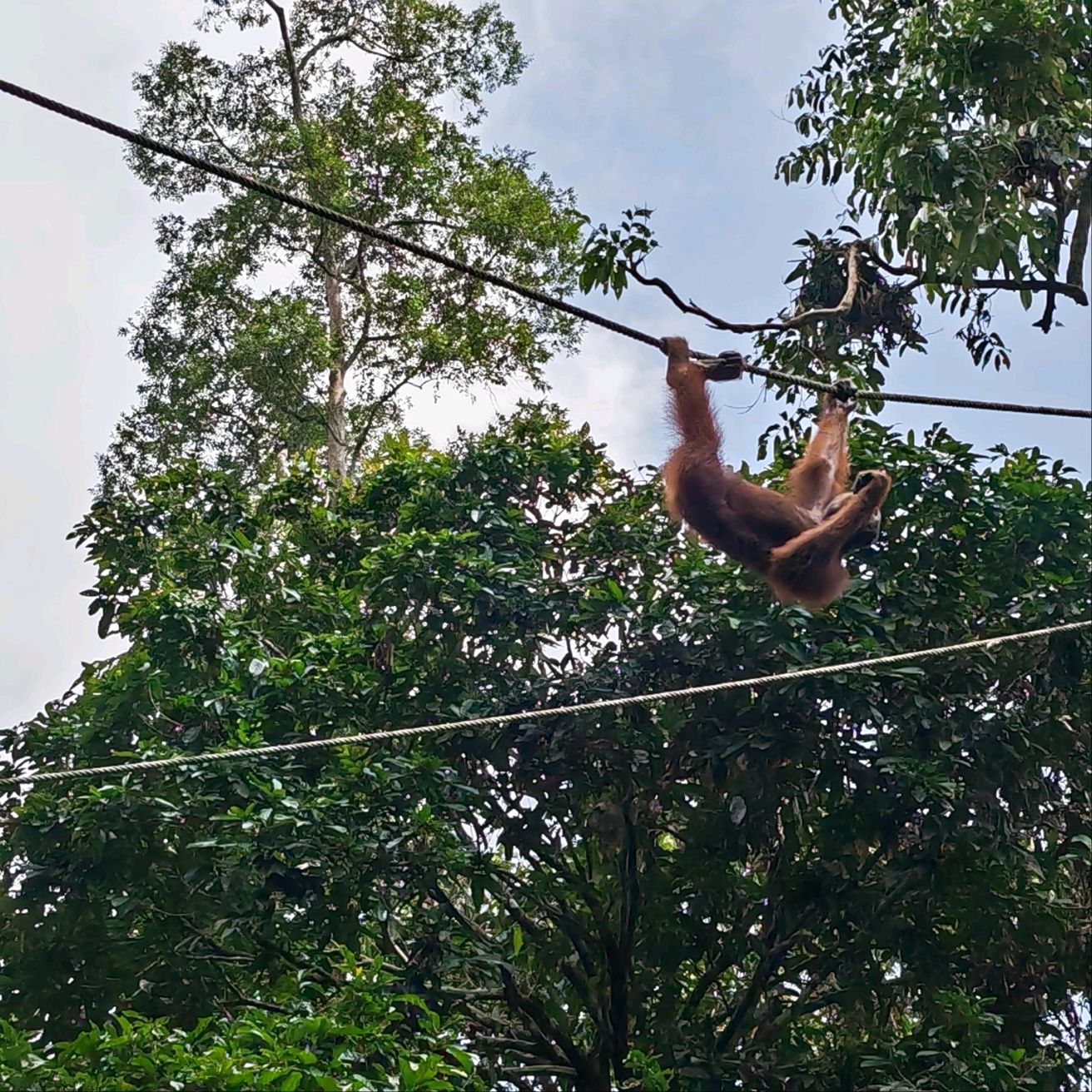 Sepilok Travel Guide 2023 - Things to Do, What To Eat & Tips | Trip.com