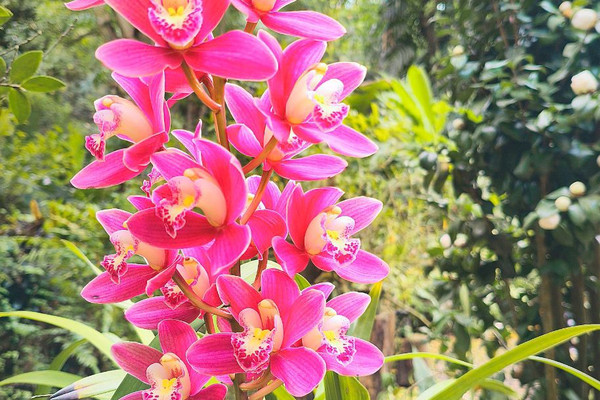 ORCHIDS EVERYWHERE 🌷🌾 | Trip.com Shenzhen