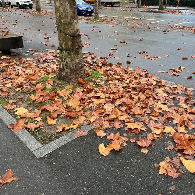 Fall along the road, autumn never leaves | Trip.com Interlaken