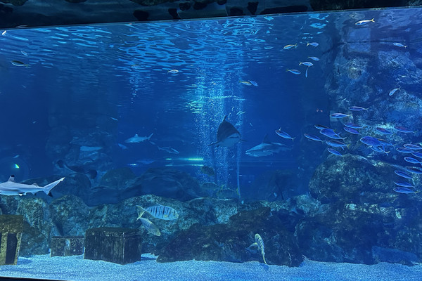 Korea Largest Aquarium | Trip.com Seoul