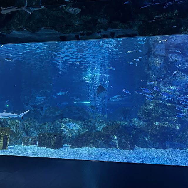 Korea Largest Aquarium | Trip.com Seoul