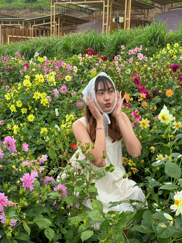 คาเฟ่ดอกไม้สวยๆ ในเชียงใหม่🌼🌹🌸｜Trip.com 湄林