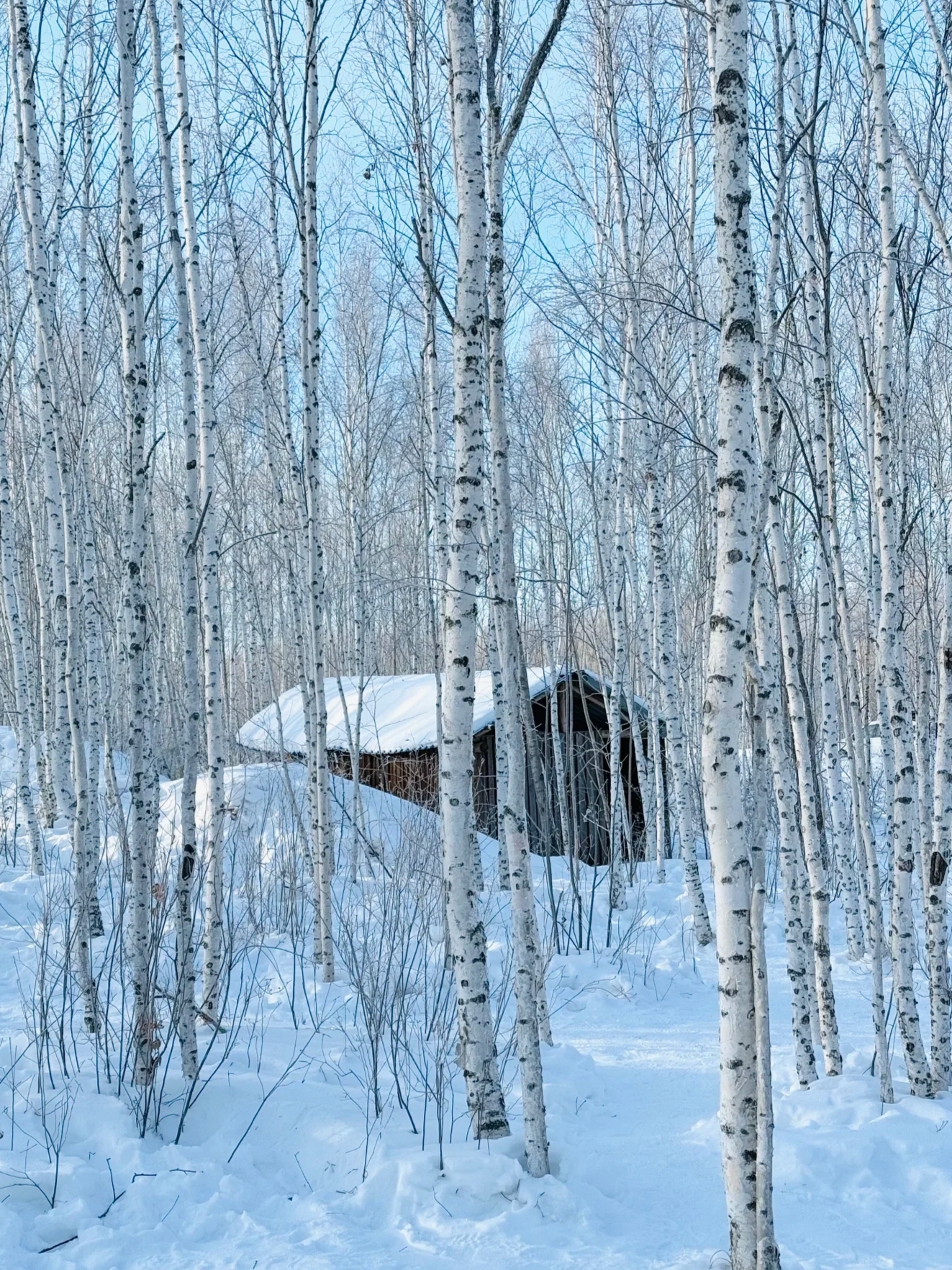 Things to Do in Mohe in 2025 - Top Attractions, Local Food, Hotels ...