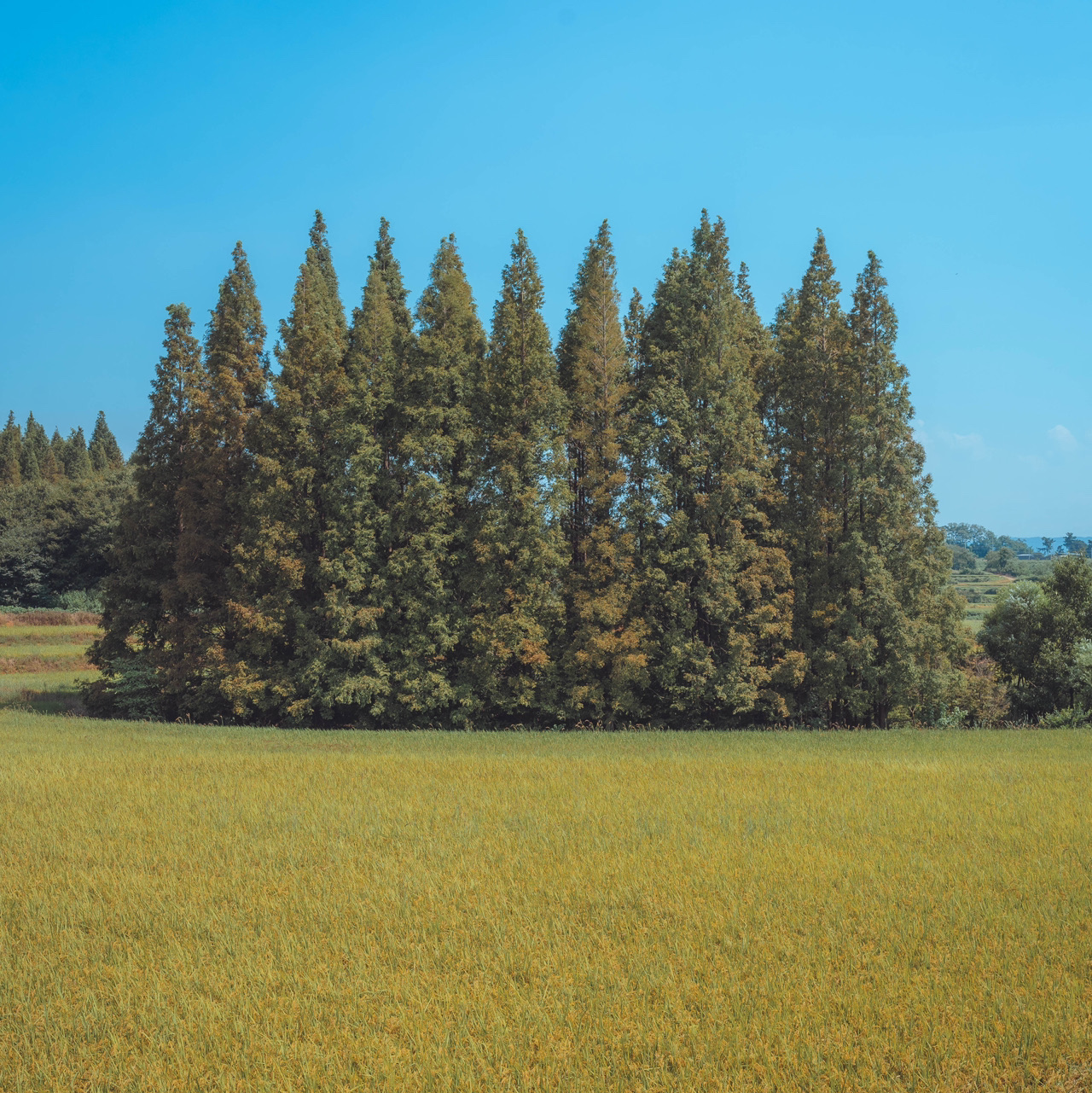 Things to Do in Pyeongtaek-si in 2025 - Top Attractions, Local Food ...