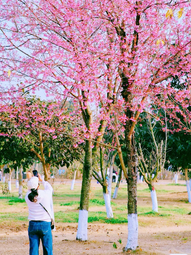 No need to go to Kunming, there are large areas of pink winter cherry ...