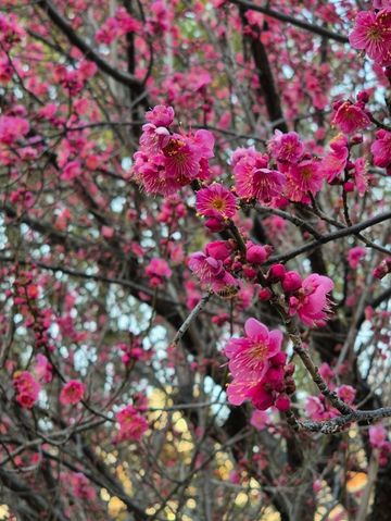 ️ Osaka in Winter: Cozy Vibes and Bright Nights | Trip.com Osaka