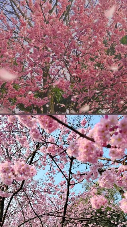 Chongqing Spring Flower Viewing Nanny-Level Guide with Direct Light ...