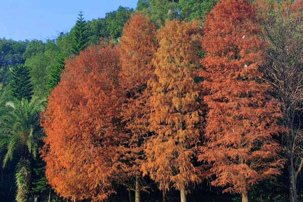 Late Autumn Colours | Trip.com Shenzhen