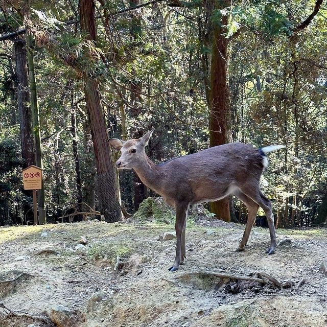 Nara Deer Park in Tokyo | Trip.com Nara