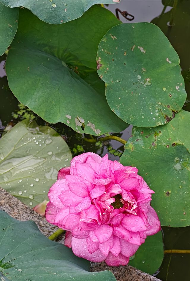 Honghu Park in Shenzhen is perfect for viewing lotus flowers, and it's ...