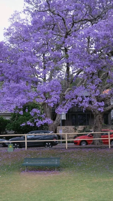 jacaranda tree toronto