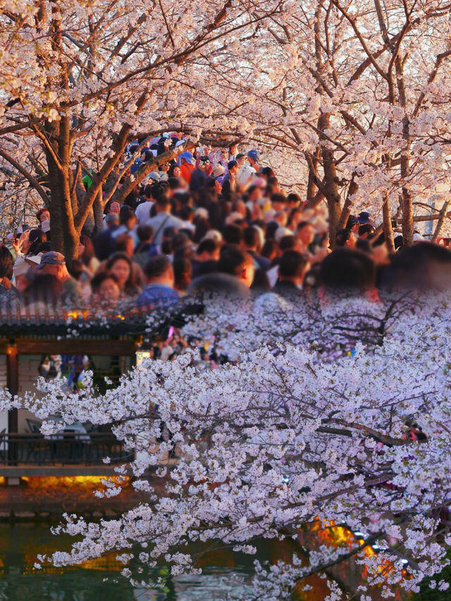 2026 Wuxi Yuantouzhu Cherry Blossom Viewing Guide Tested by Locals—No ...