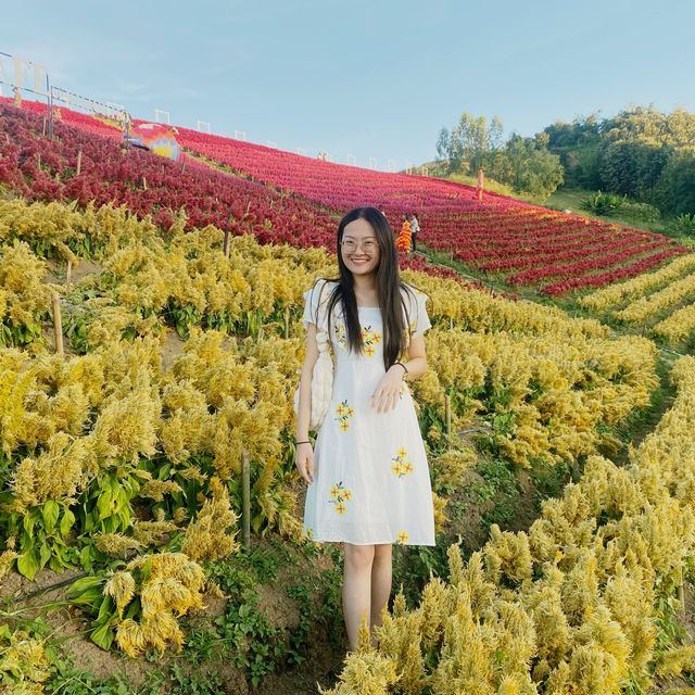 Hydrangea cafe Khao Kho | Trip.com อำเภอ เขาค้อ