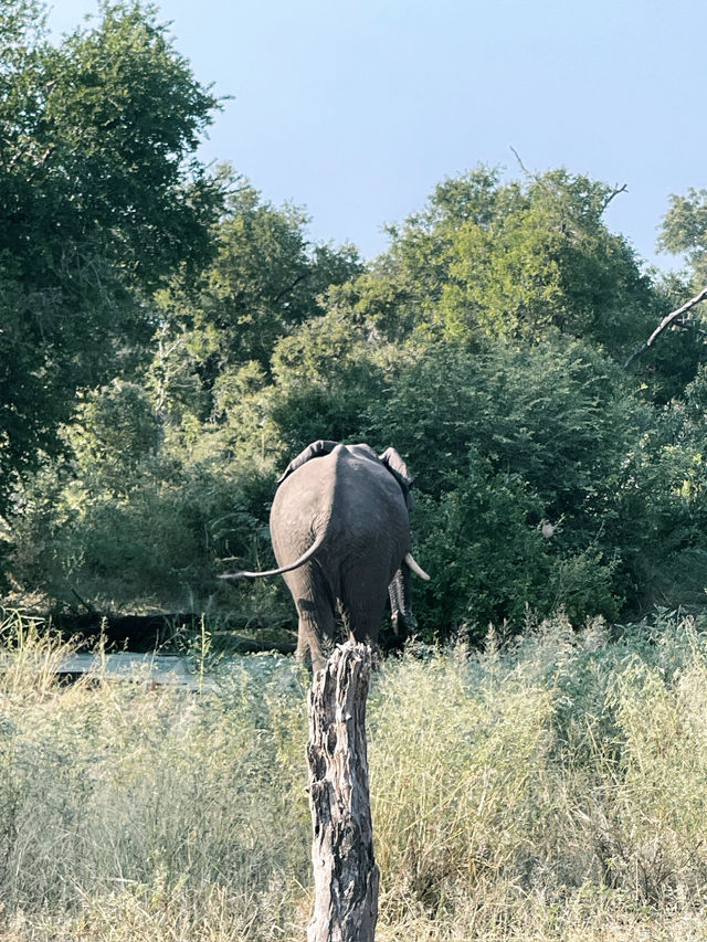 Escape to the Wild: Kruger National Park 🇿🇦 | Trip.com Kruger National Park