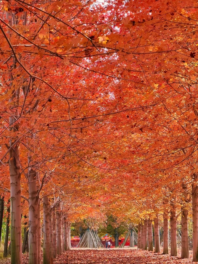 Things to Do in Huangdao District in 2025 - Top Attractions, Local Food ...