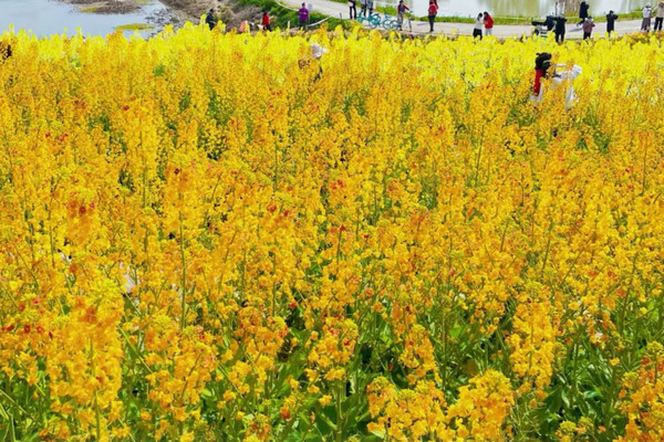 The Colorful Canola Flower Sea in Sansheng Township, Chengdu | A ...