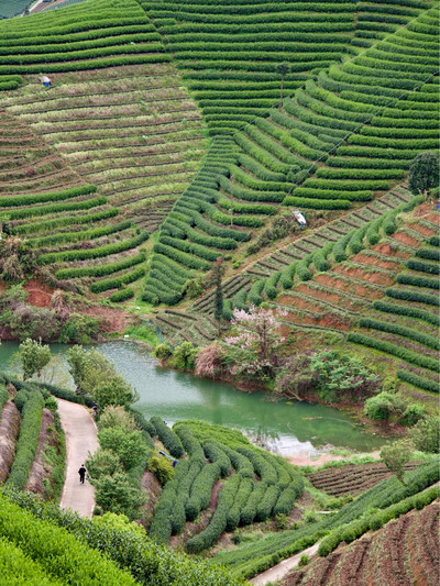 Tea Terraces China