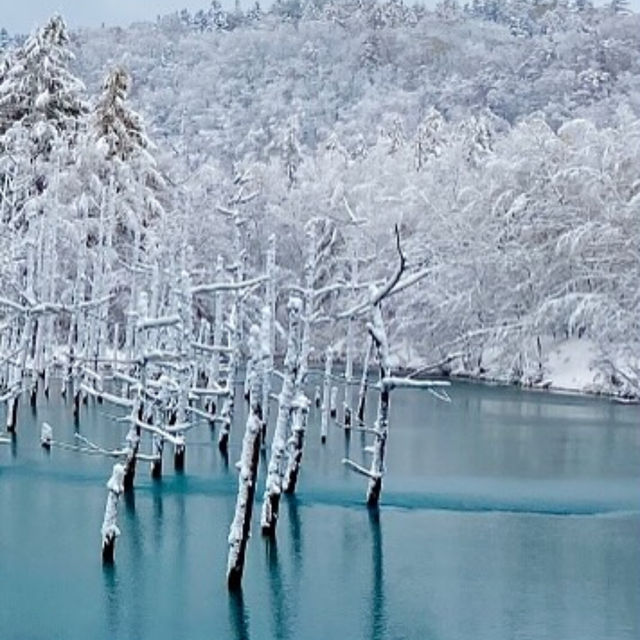 Shirogane Blue Pond—nature’s masterpiece in the heart of Hokkaido 💙 ...