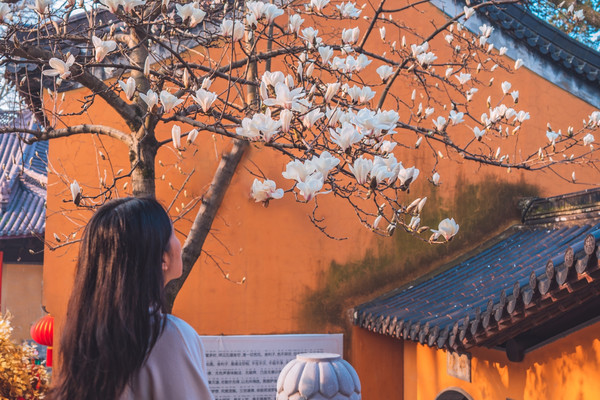 Nanjing Flower Viewing | The Magnolia Flowers at Linggu Temple are in ...