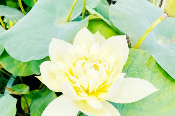 Cotai Strip | Trip.com Macau