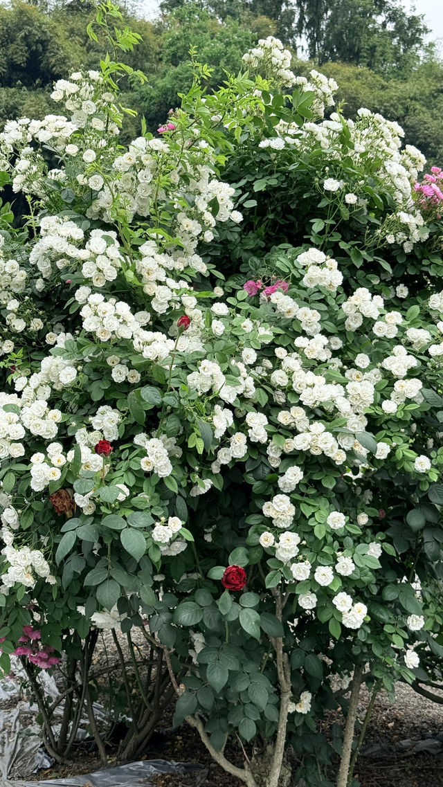 For just a few dozen yuan, you can spend a whole day shooting at a ...