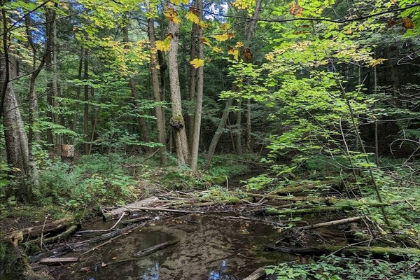Glen Major Forest | Trip.com Canada