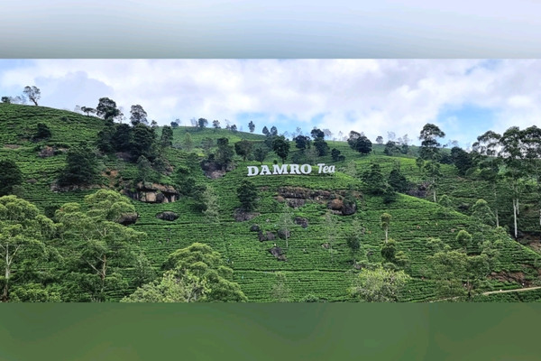 🇱🇰 Tea Factory Tour @ Damro Labookellie Tea Lounge | Trip.com Nuwara ...