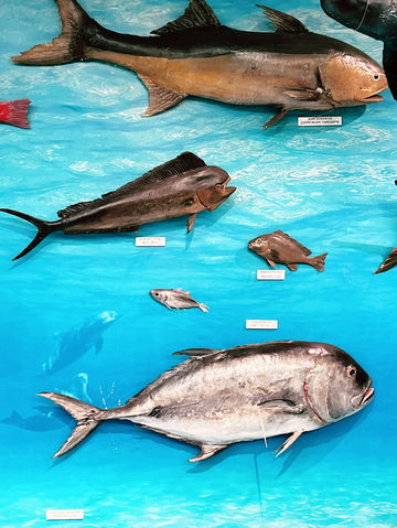 Dive into the Wonders of the Ocean at Natural History Museum Kuching ...