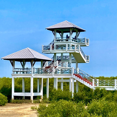 What Is The Point Of Bird Watching