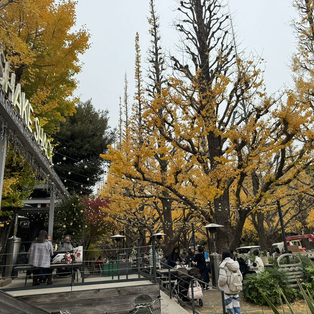 Meiji Jingu Gaien: ใบแปะก๊วยสีทองอร่าม สวยมากๆ | Trip.com โตเกียว