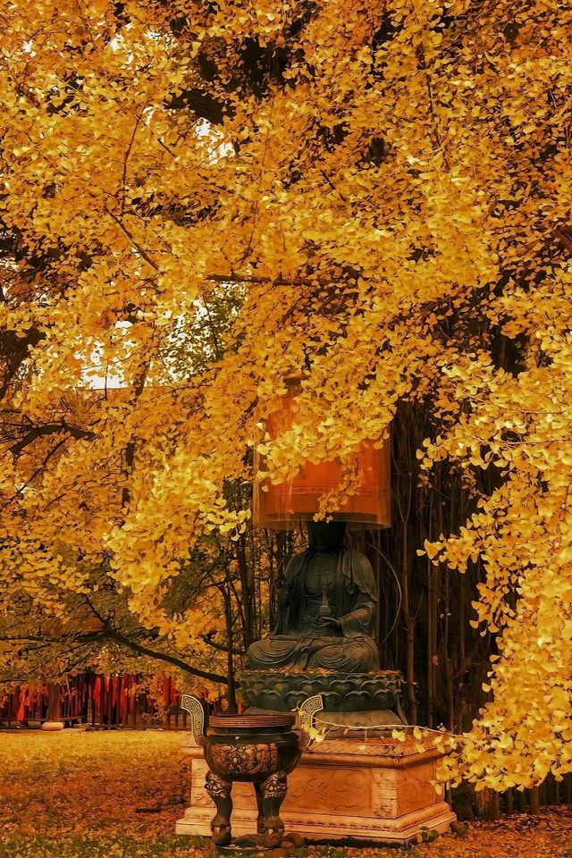 Ancient Guanyin Zen Temple| Must see the most beautiful thousand-year ...