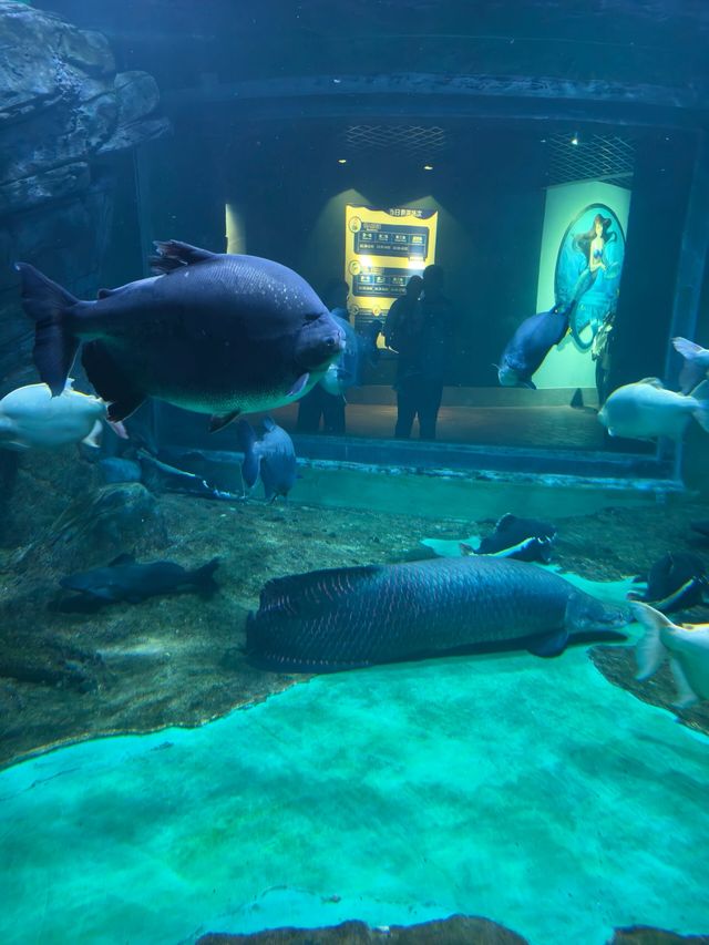 Dali|Ocean World Travel Guide | Trip.com Dali City