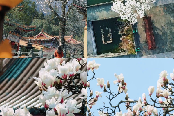Tianmu Mountain Century-Old Magnolia｜128-Year-Old Magnolia King ...
