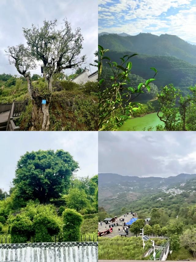 打卡錦繡茶尊 體驗茶旅融合的獨特魅力｜Trip.com 鳳慶