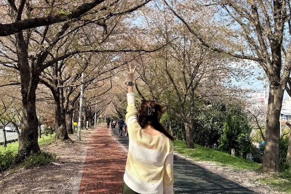 Every spring, Busan turns into a pink fairytale world, and Samnak ...