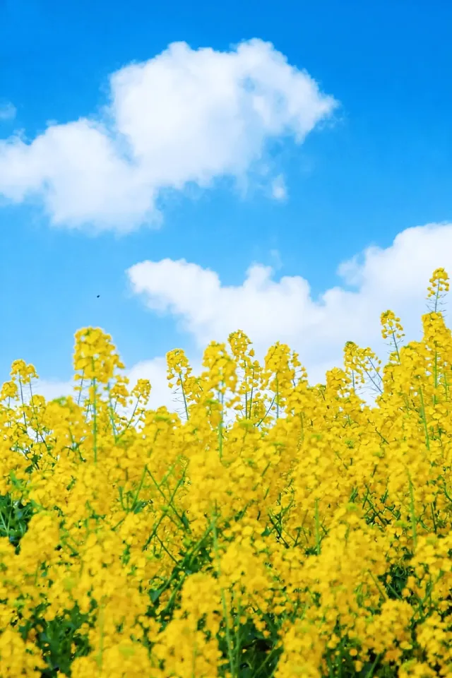 Chongqing Spring Romance｜Colorful Rapeseed Flowers × Hongya Cave Night ...