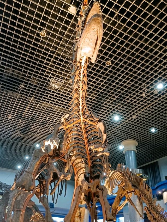 Fossil Finds Wow🦕 | Trip.com Beijing