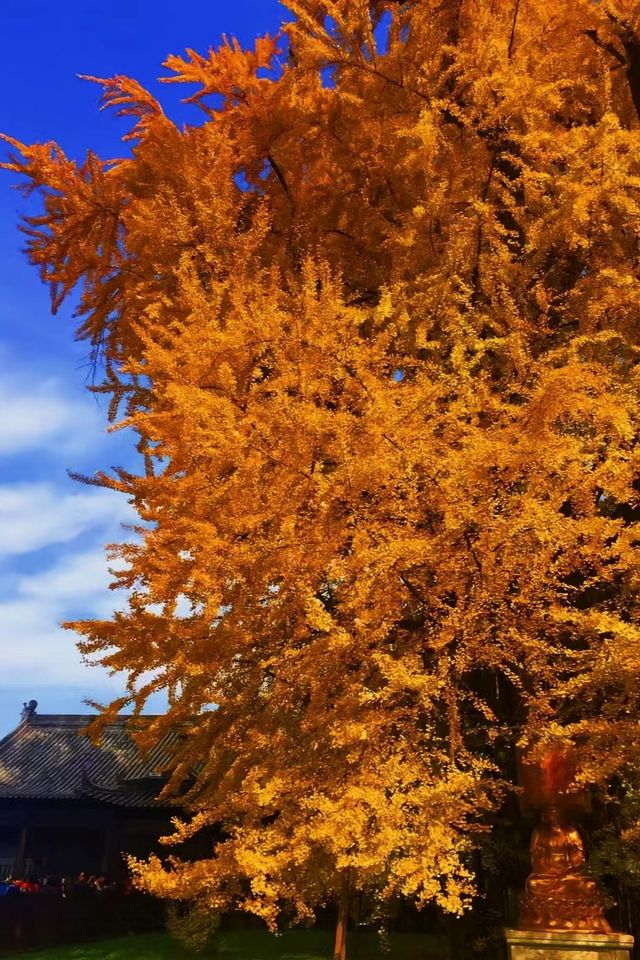 Ancient Guanyin Zen Temple| Must see the most beautiful thousand-year ...