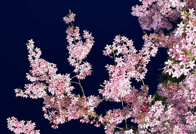 How to Enjoy the 2026 Wuxi Yuantouzhu Cherry Blossom Festival? Here’s ...