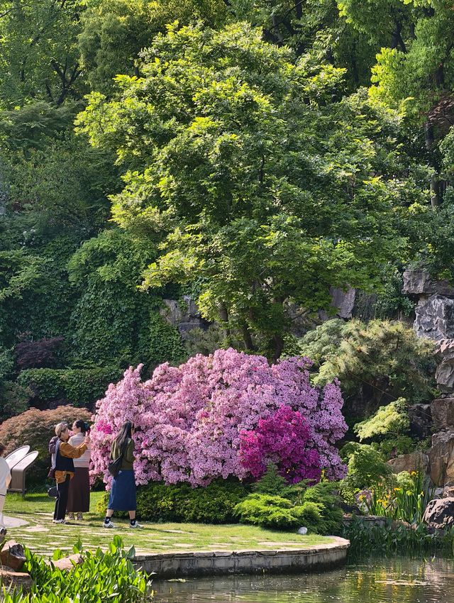 Lautan Bunga Azalea di Fude Li | Trip.com Shanghai