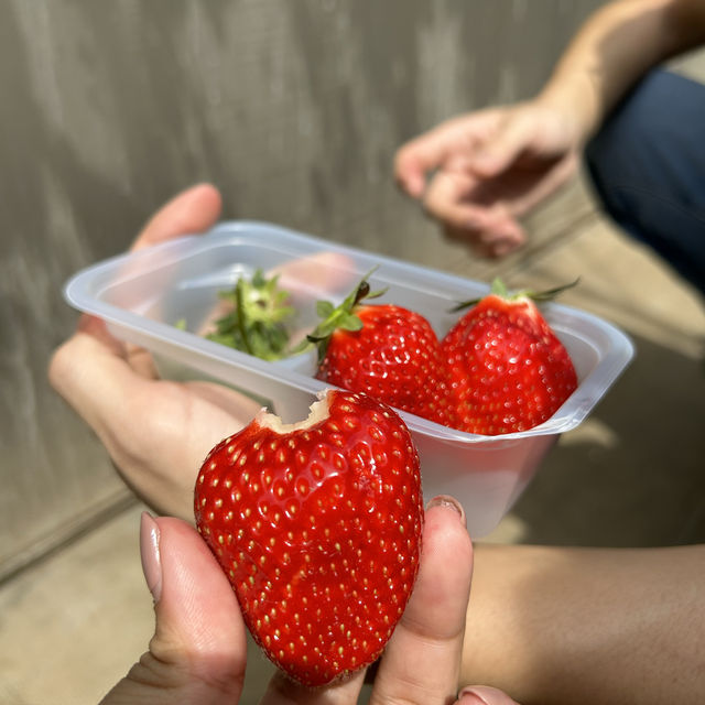 Strawberry Picking at Nagashima Farm, Misaki Station | Trip.com Miura