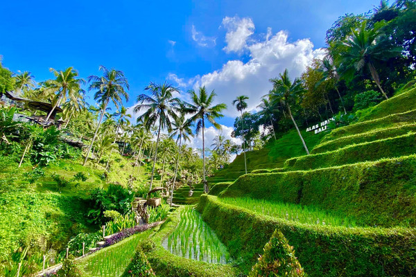 Ceking Rice Terrace | Trip.com Bali