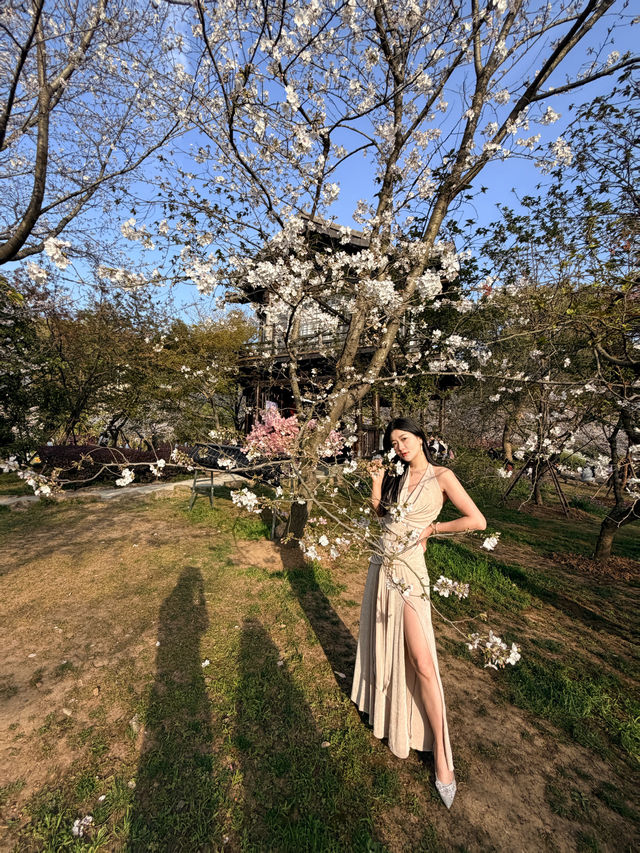 2026 Latest | Wuxi Yuantouzhu Cherry Blossom Viewing Super ...
