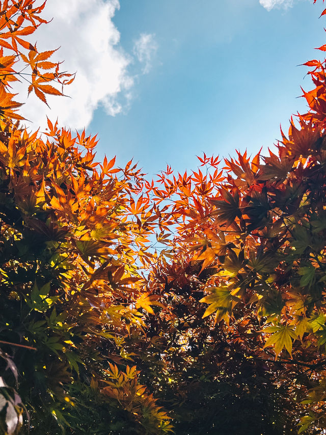 Fairyland in Chongqing 🧚 | Trip.com Chongqing