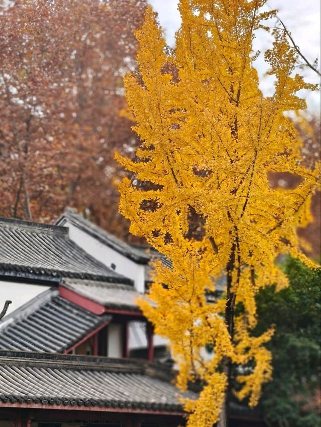 Autumn at Hangzhou Confucius Temple: When Sage’s Wisdom Meets Golden ...