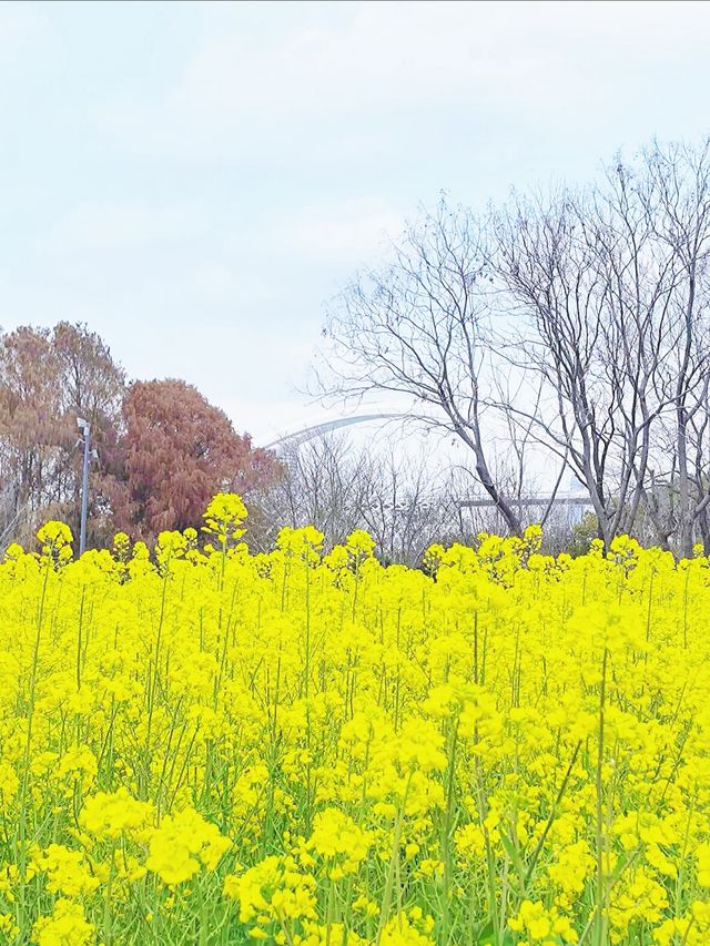 Must-Visit Urban Green Hill in the Magic City | Trip.com Shanghai