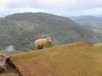 Akha Farmville – ดอยช้าง 🐑🐏 | Trip.com เชียงราย