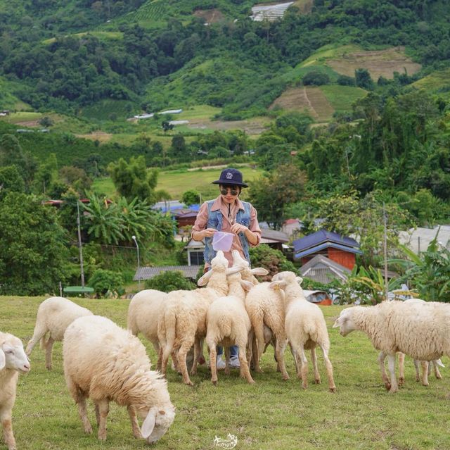 บ้านแกะแม่ขิ-Maekee Sheep House | Trip.com เชียงใหม่